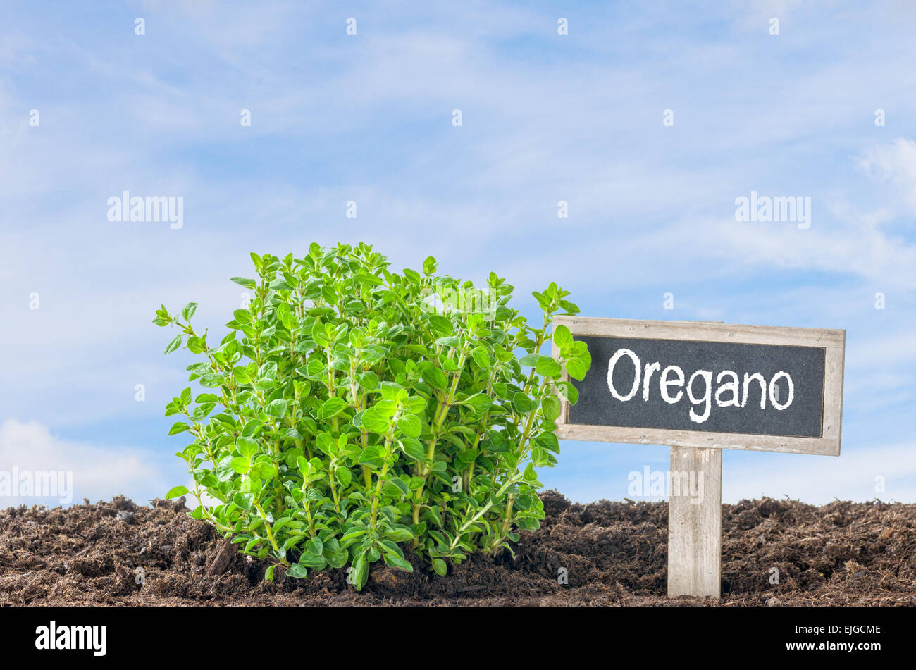Oregano in the garden with a wooden label Stock Photo - Alamy