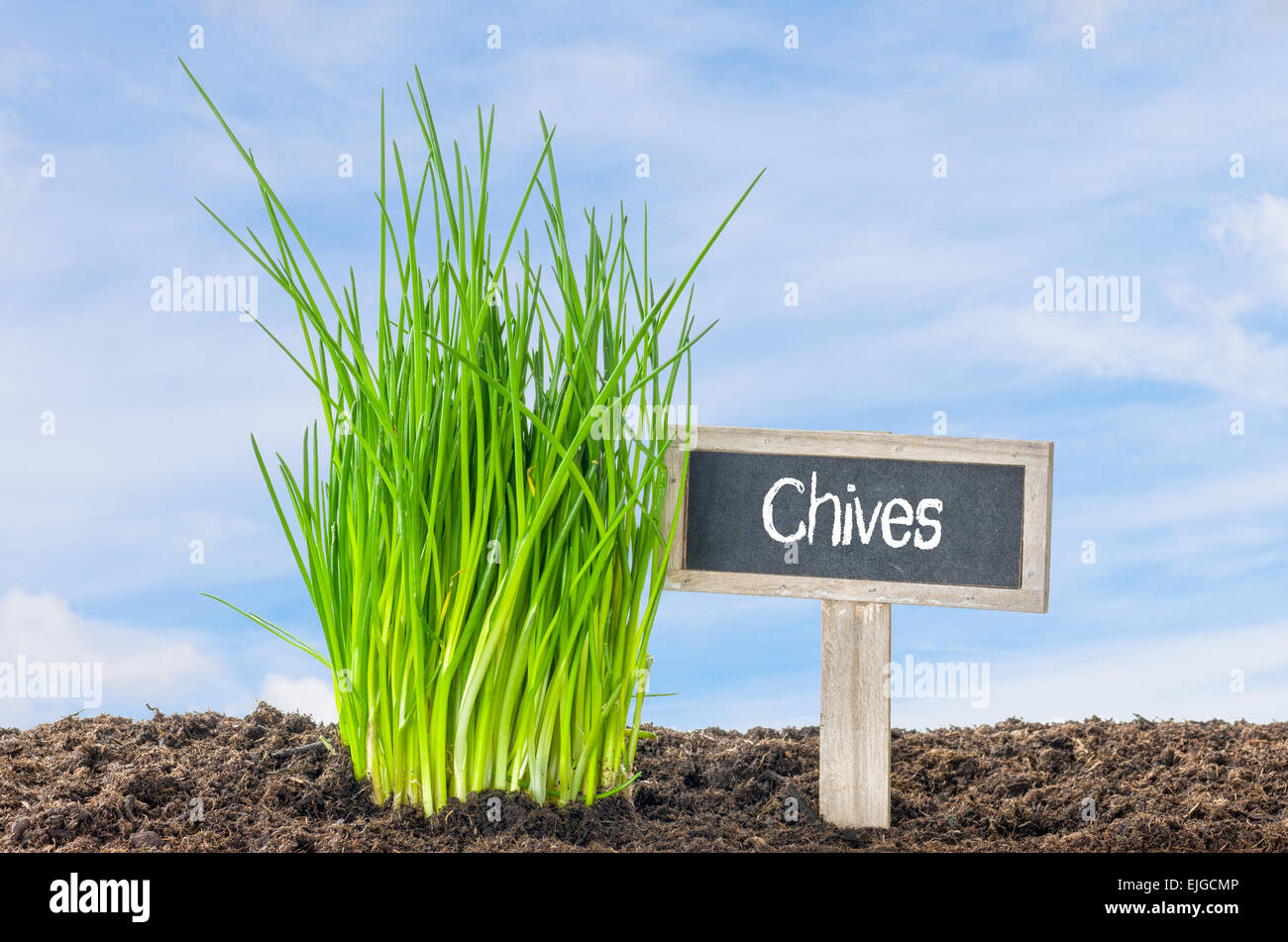 Chives in the garden with a wooden label Stock Photo - Alamy