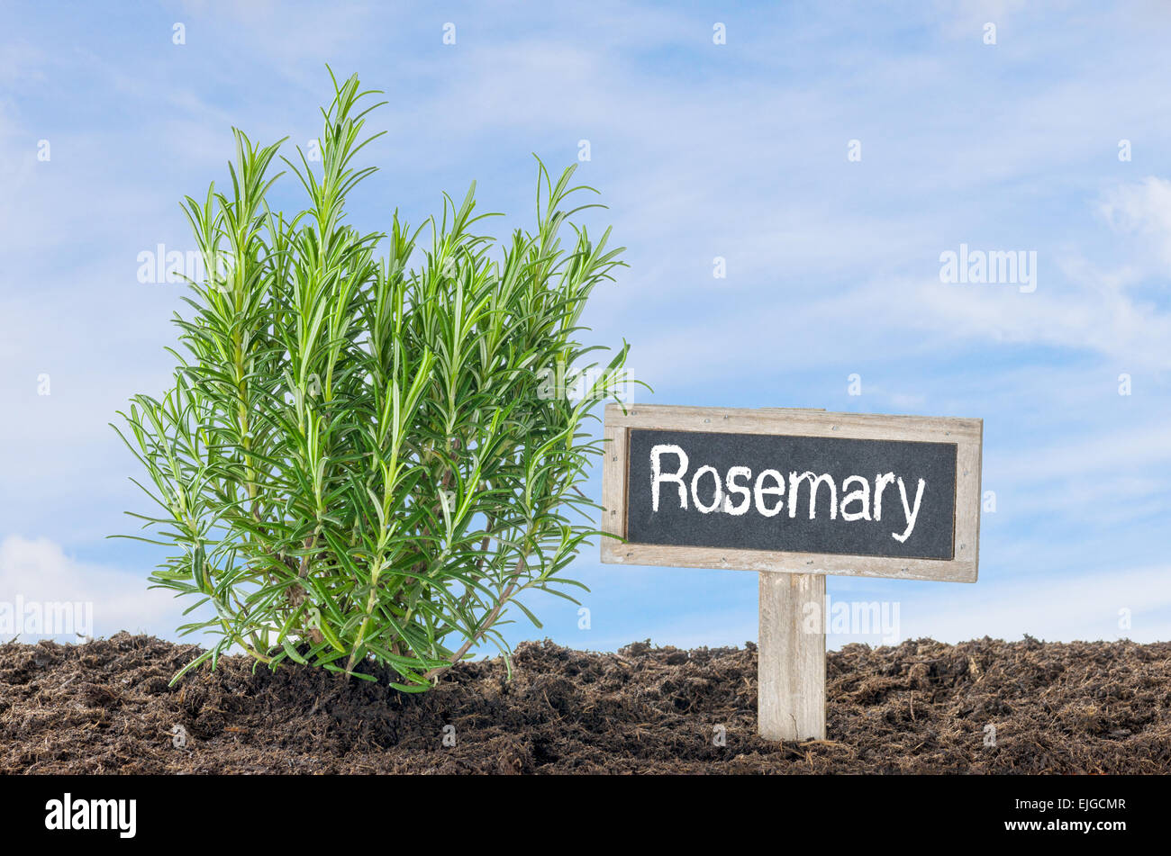 Rosemary plant label hi-res stock photography and images - Alamy