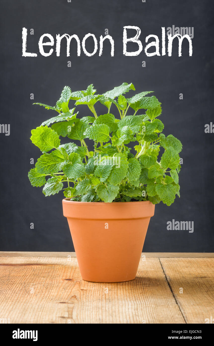 Lemon balm in a clay pot on a dark background Stock Photo - Alamy