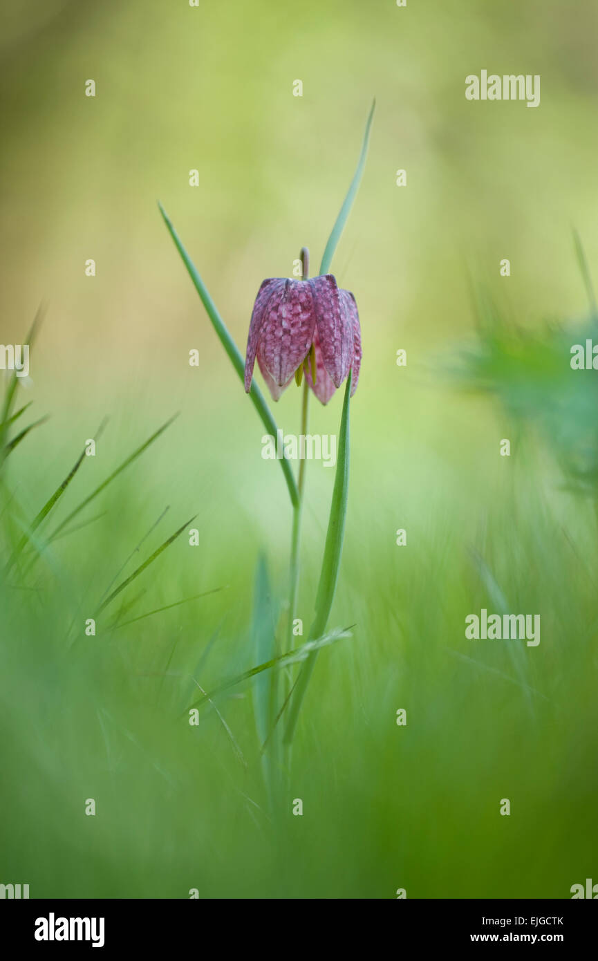 Fritillaria meleagris,Gewoehnliche Schachblume,Snakehead Fritillary ...