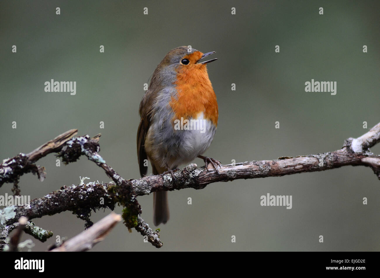 Robin Singing In Winter Uk High Resolution Stock Photography and Images ...