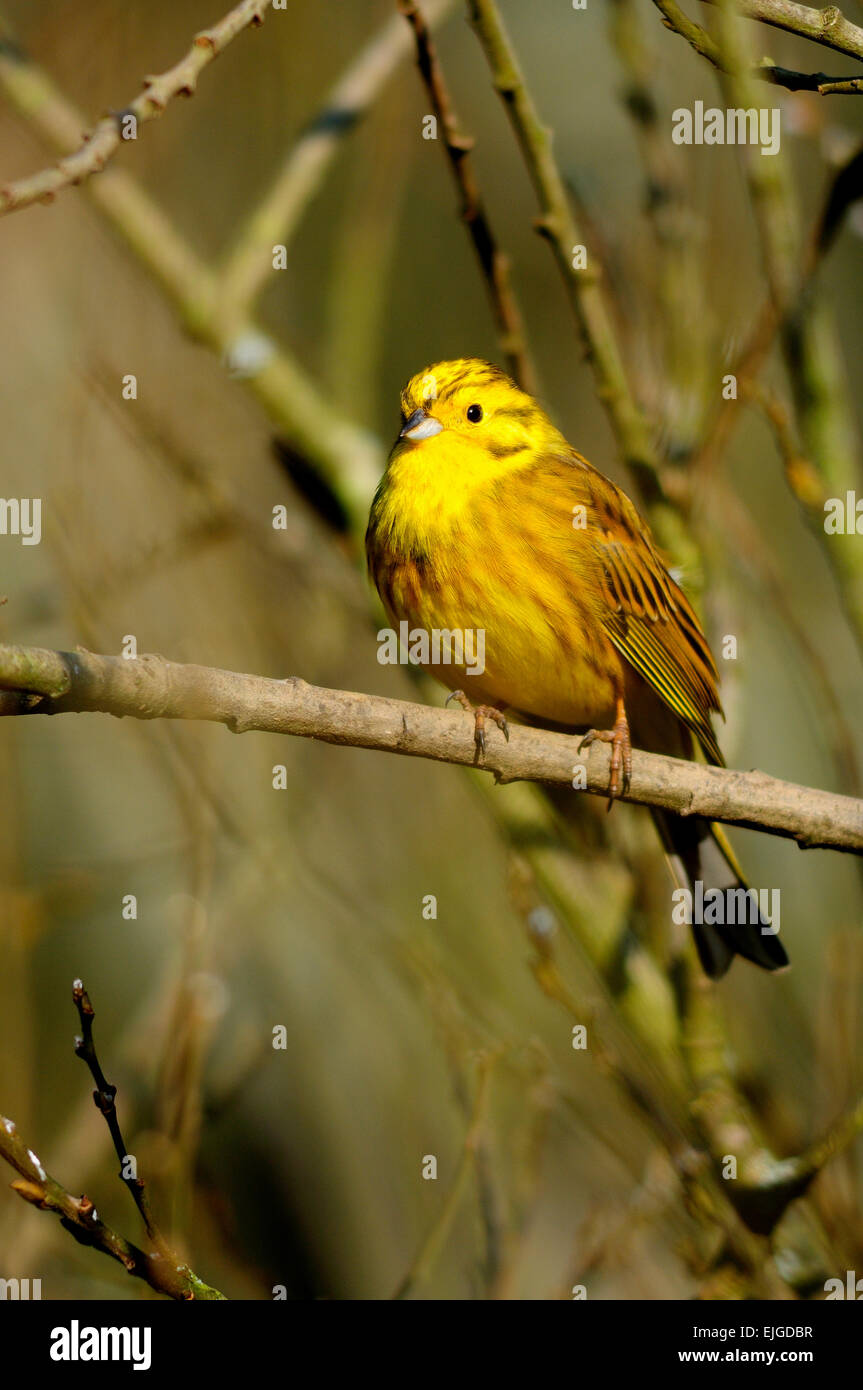 Male yellowhammer hi-res stock photography and images - Alamy