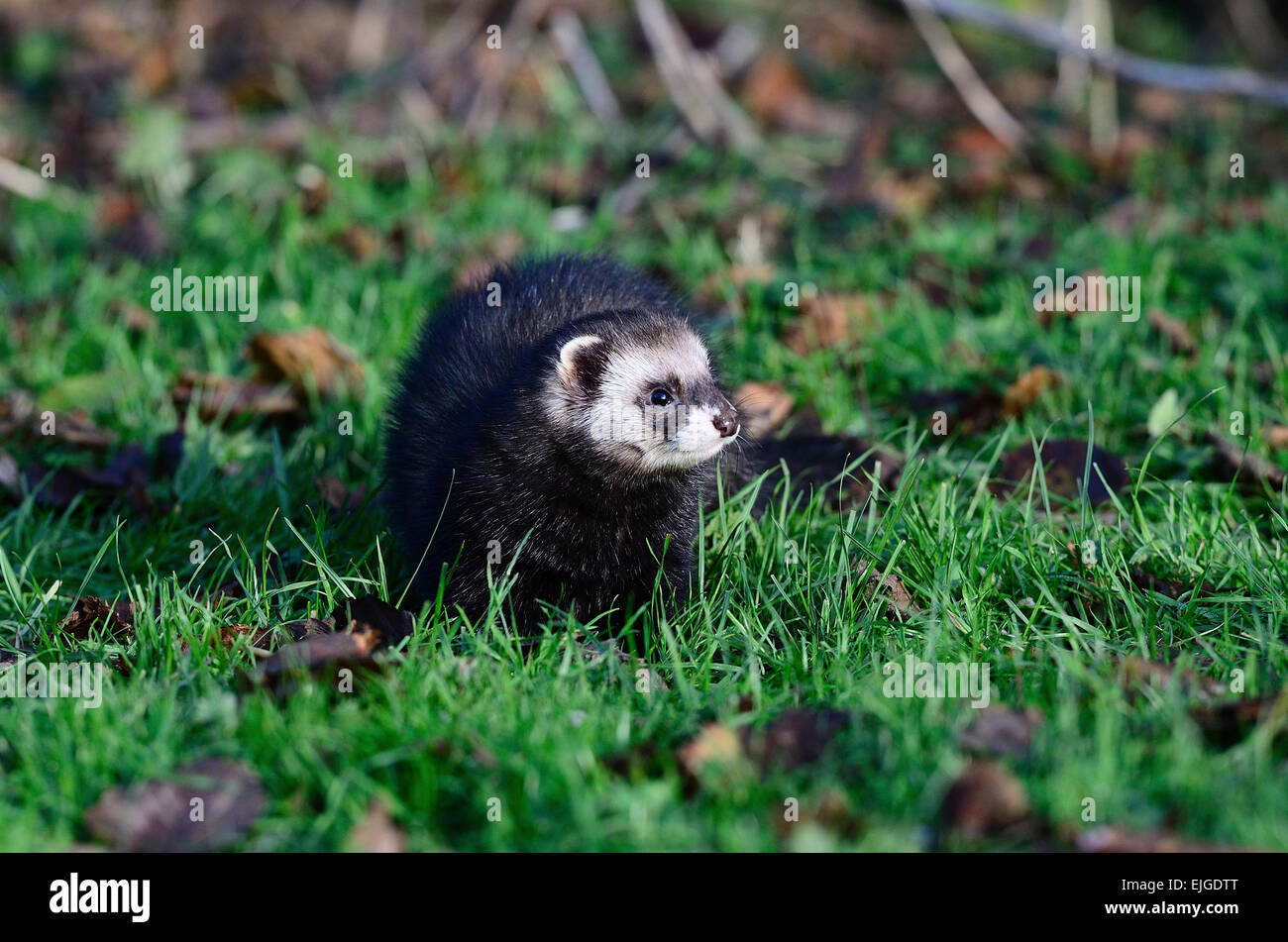 Polecat uk hi-res stock photography and images - Alamy