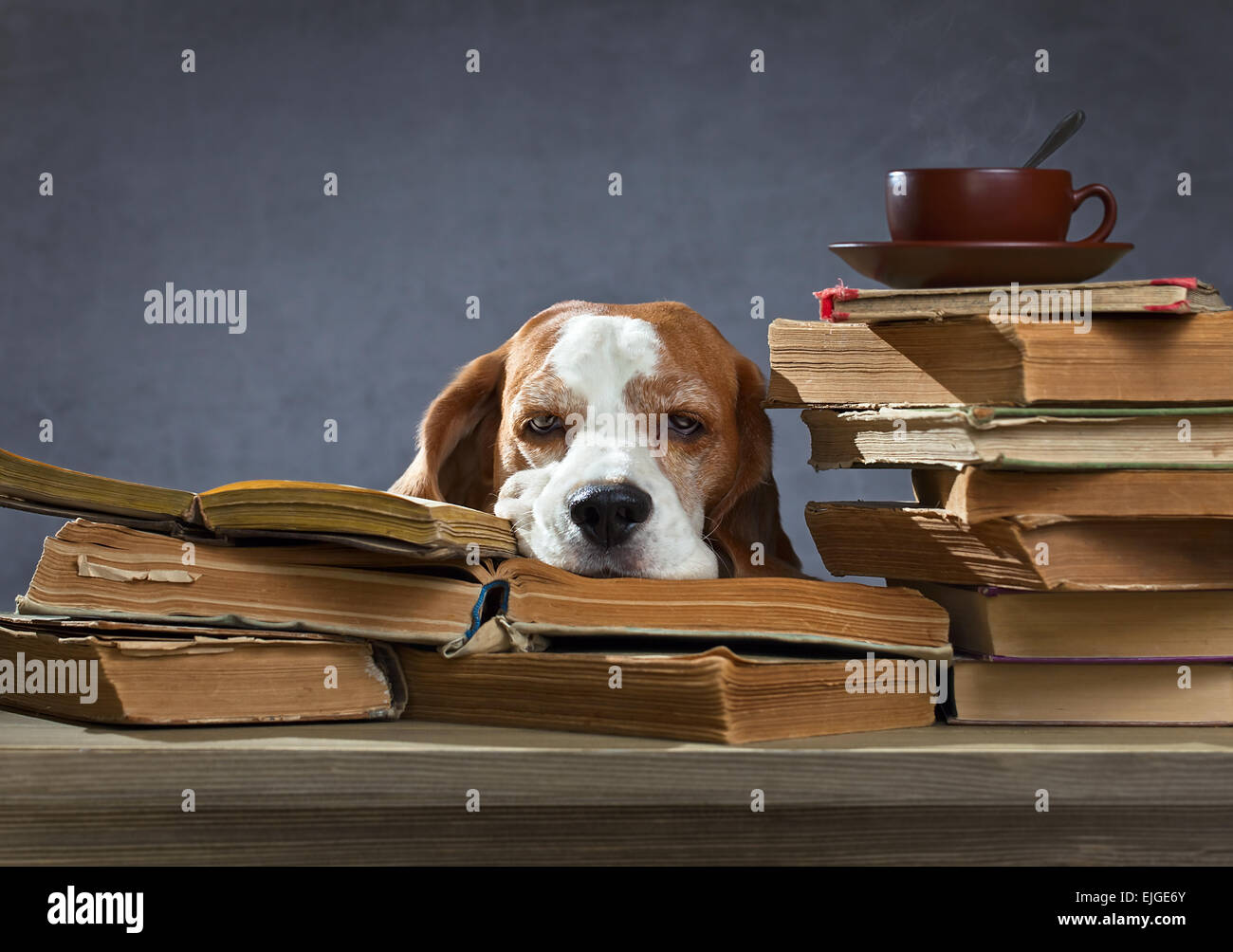 Very smart dog ponders in the library Stock Photo - Alamy