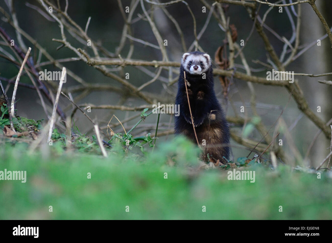 Predator animal hi-res stock photography and images - Alamy