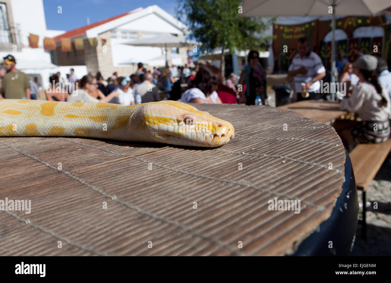 Golden python hi-res stock photography and images - Alamy