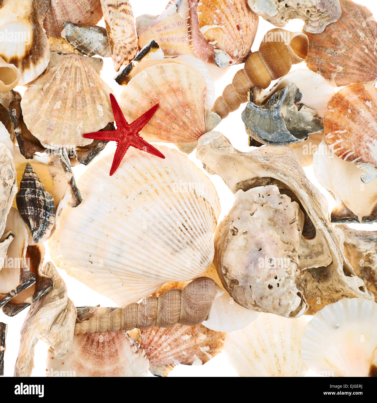 Surface covered with multiple shells Stock Photo - Alamy