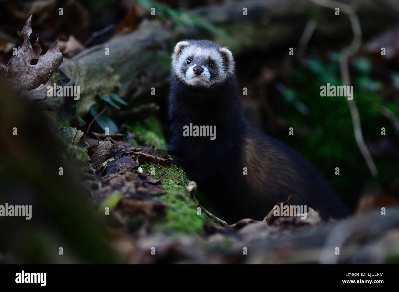 Polecat hunting along hedgerow UK Stock Photo - Alamy
