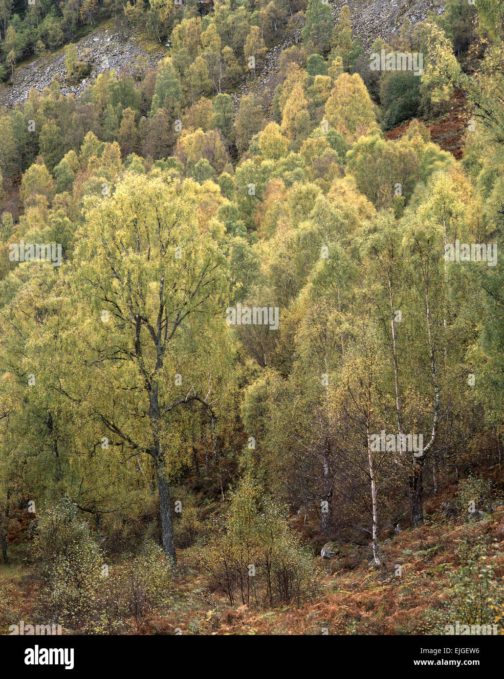 Caledonian forest scotland walk hi-res stock photography and images - Alamy