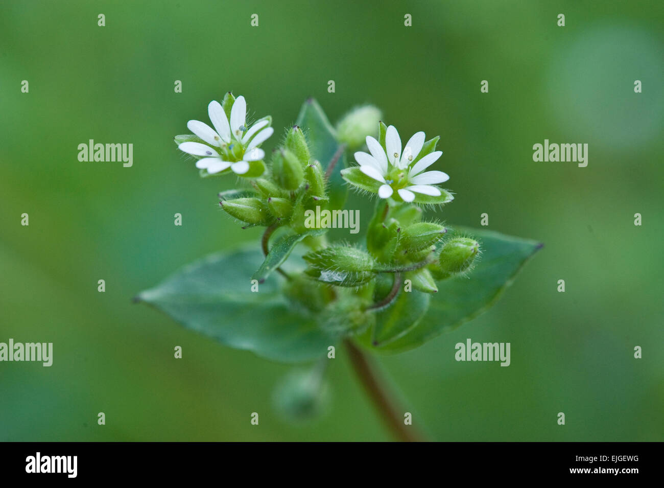 Chickweed High Resolution Stock Photography and Images - Alamy
