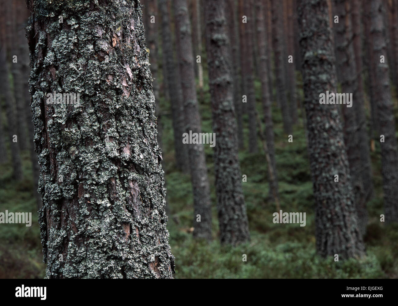 Lichen growing on Pine Tree trunks in Glenmore Forest, Cairngorms ...