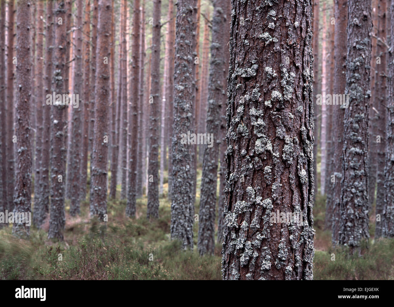 Lichen growing on Pine Tree trunks in Glenmore Forest, Cairngorms ...