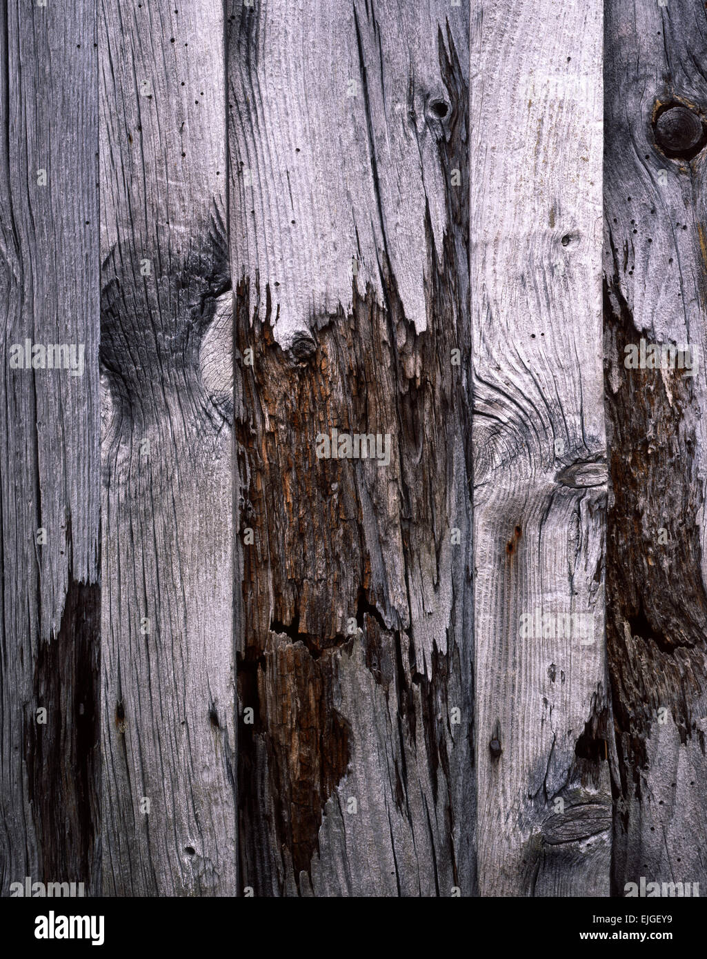 Old wood cladding on an abandoned cottage at Upper Tullochgrue ...