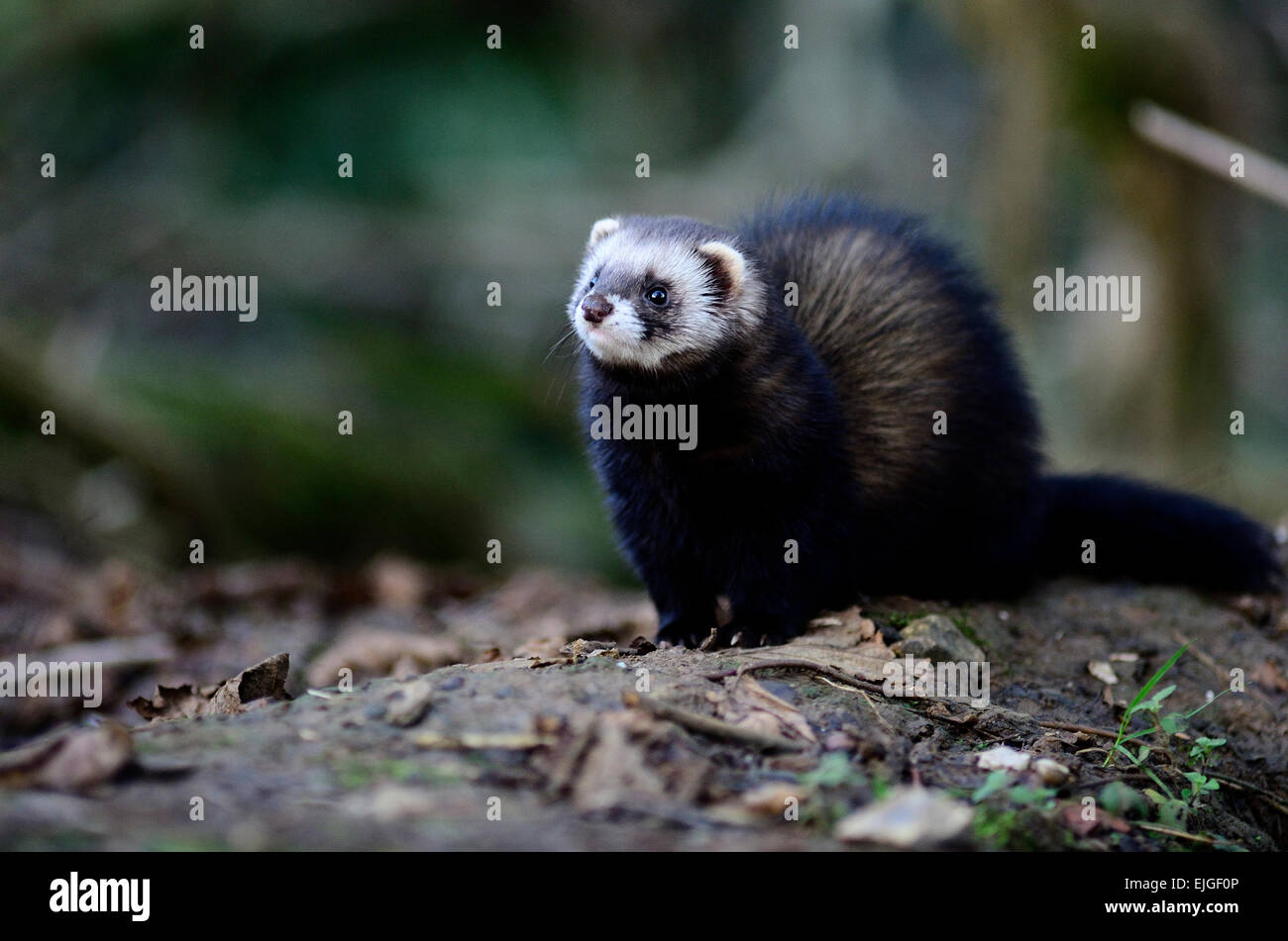 Polecat hunting along hedgerow UK Stock Photo - Alamy