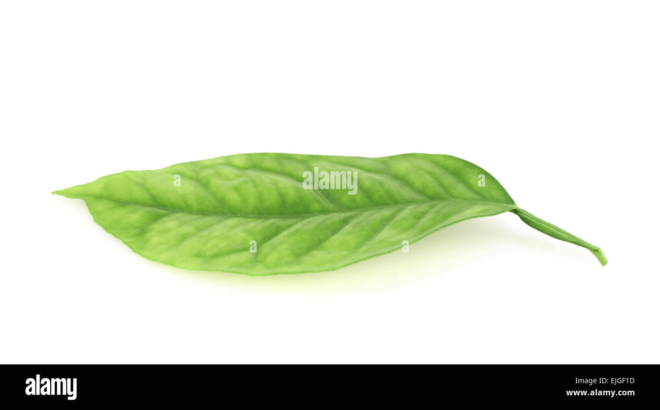 Lemon tree leaf isolated Stock Photo - Alamy