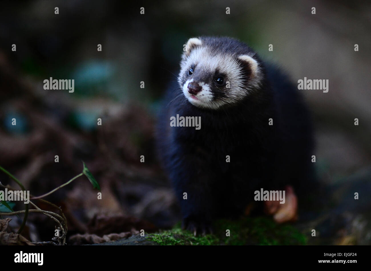 Polecat hunting along hedgerow UK Stock Photo - Alamy