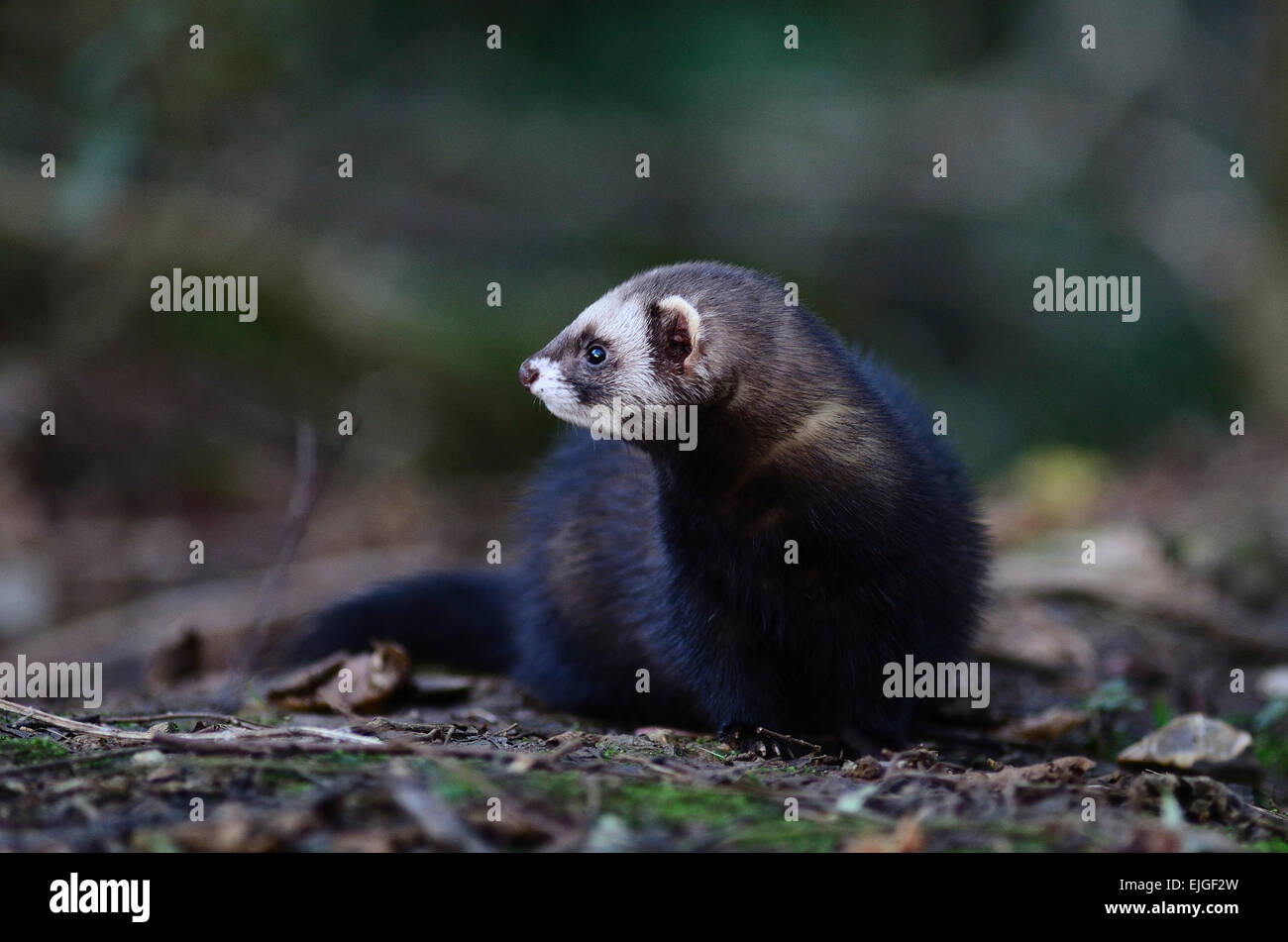 Hedgerow animals uk hi-res stock photography and images - Alamy