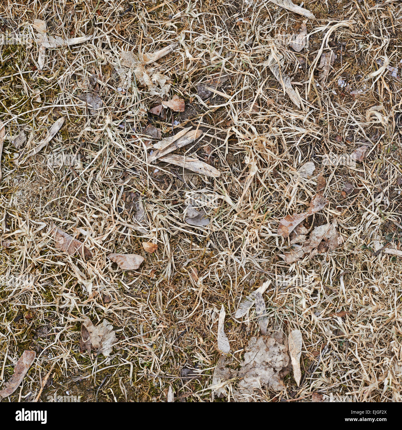 Field background background of dry grass hi-res stock photography and ...