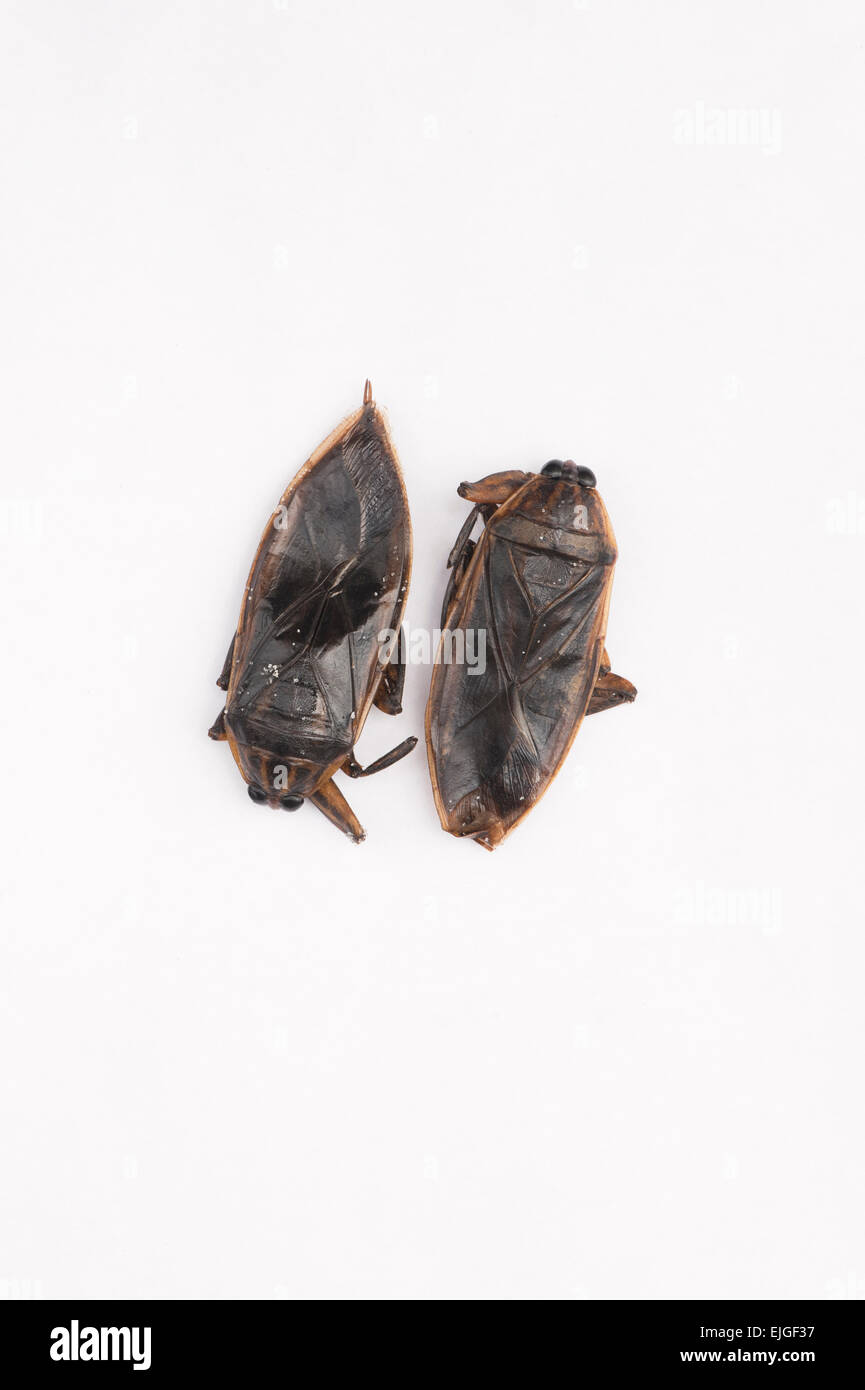 Eating insects hi-res stock photography and images - Alamy