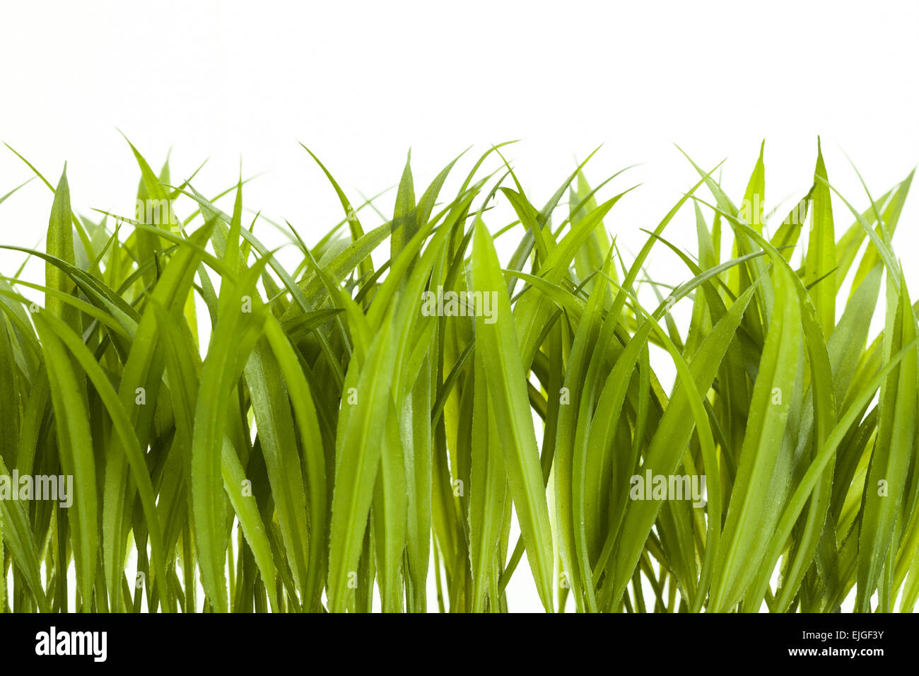 Textured green leaf base hi-res stock photography and images - Alamy