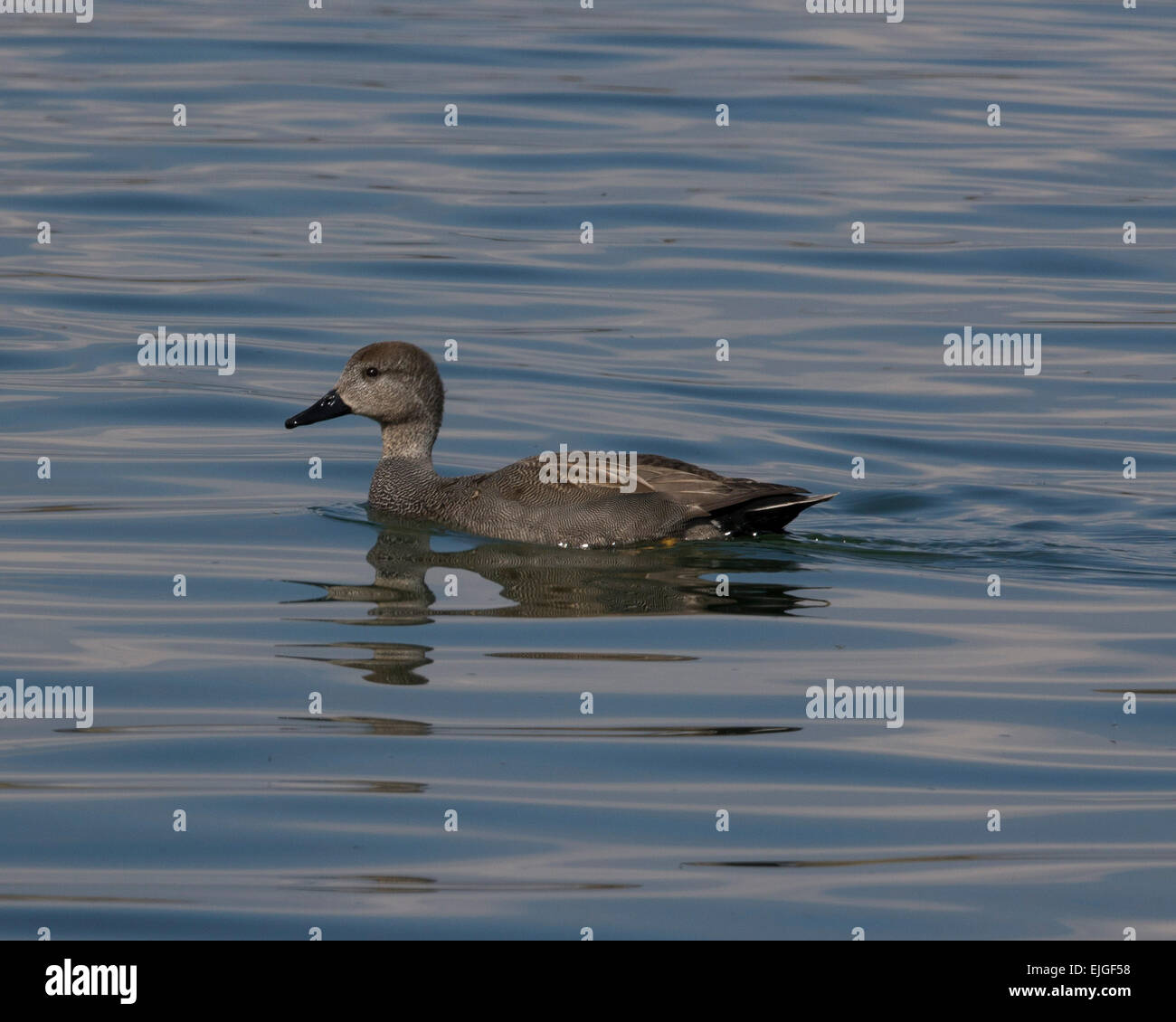 Male Gadwall duck in summer breeding plumage Stock Photo - Alamy