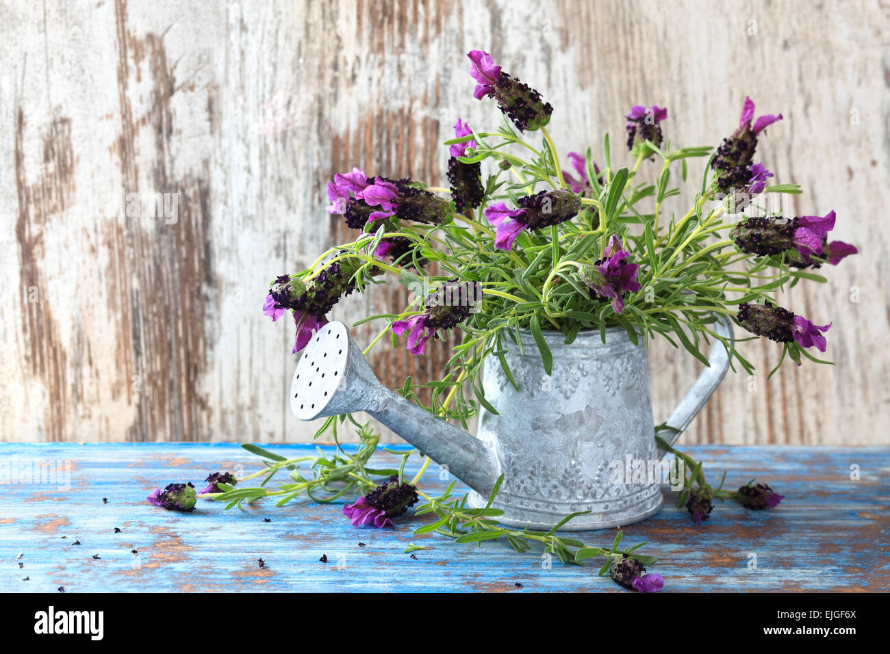 Watering flower border summer hi-res stock photography and images - Alamy