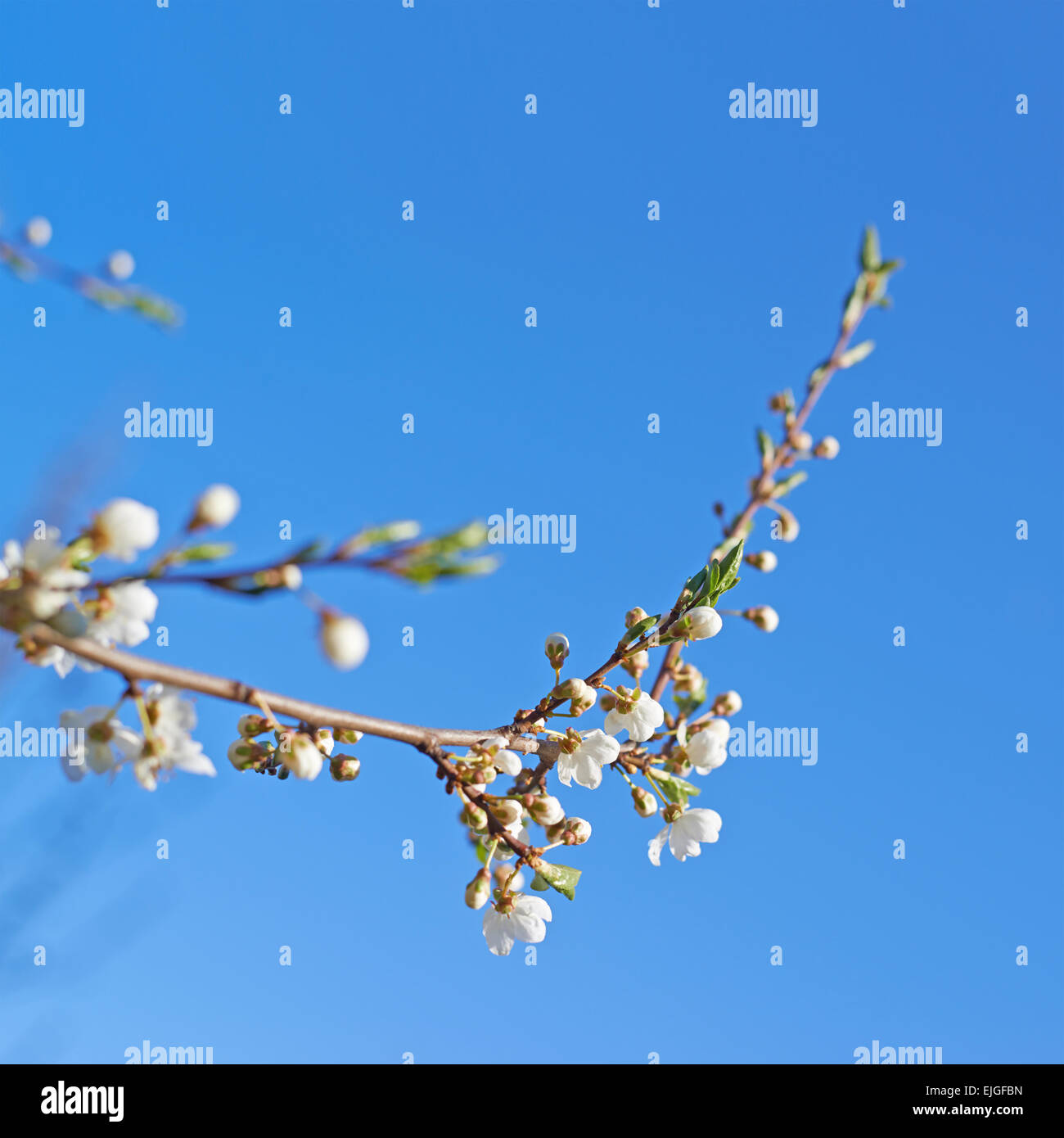 Beautiful bird cherry in white hi-res stock photography and images - Alamy