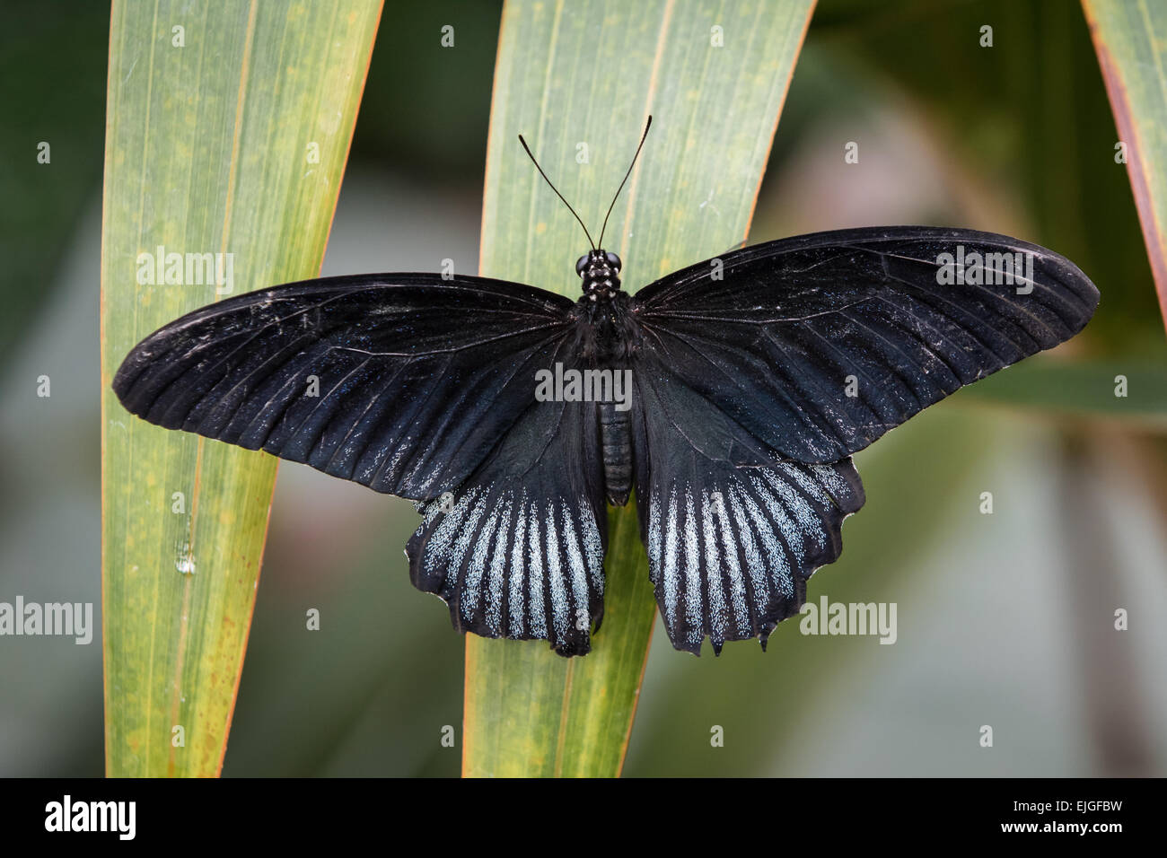 Great Mormon Butterfly Stock Photo - Alamy