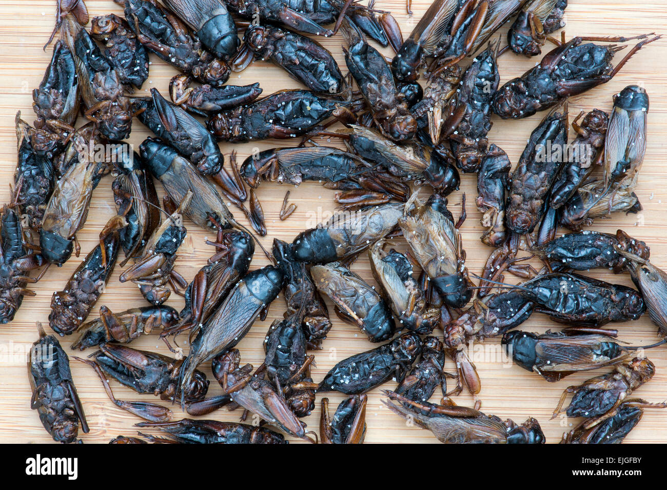 Crickets dried hi-res stock photography and images - Alamy