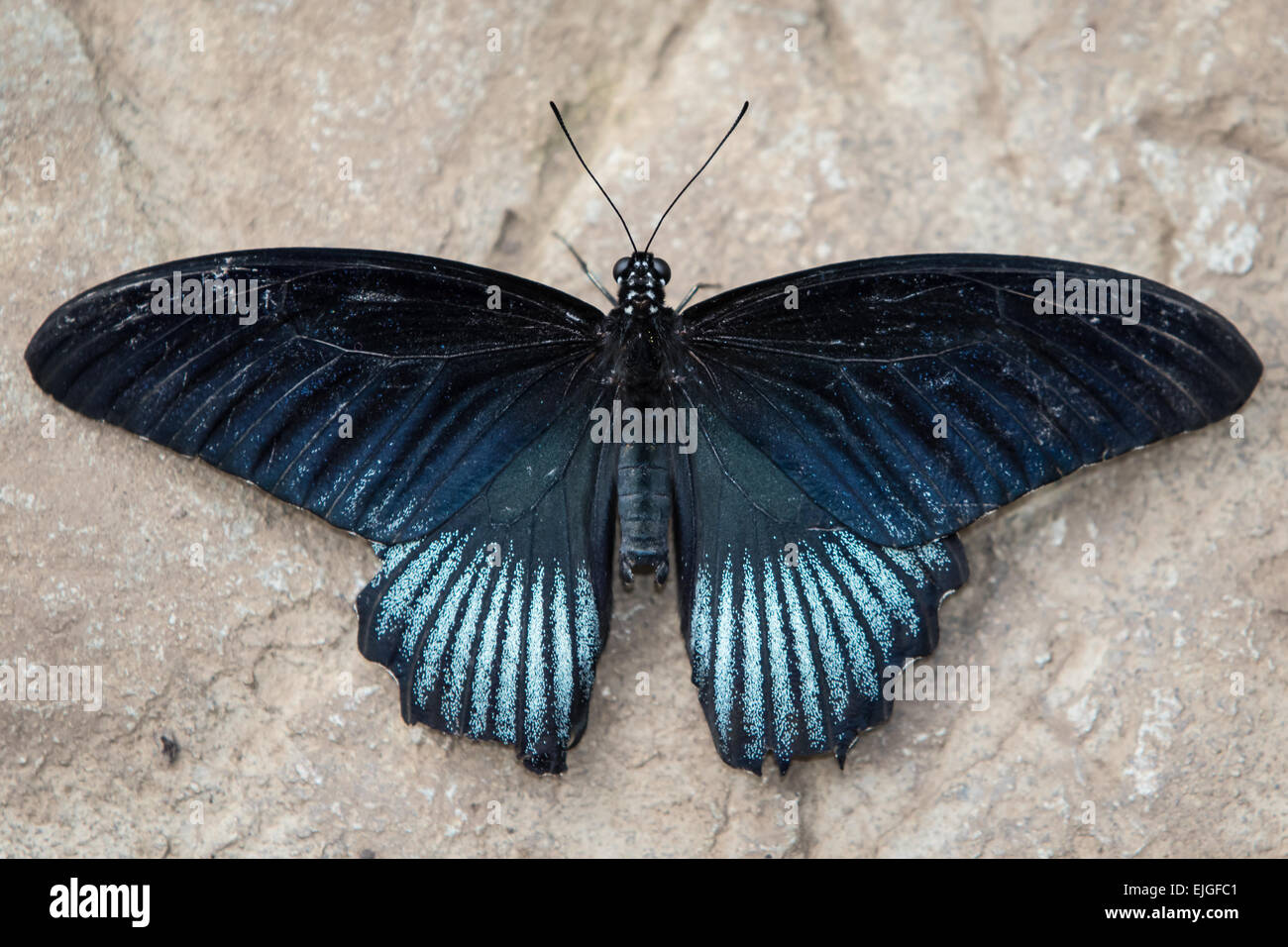 Great Mormon Butterfly Stock Photo - Alamy