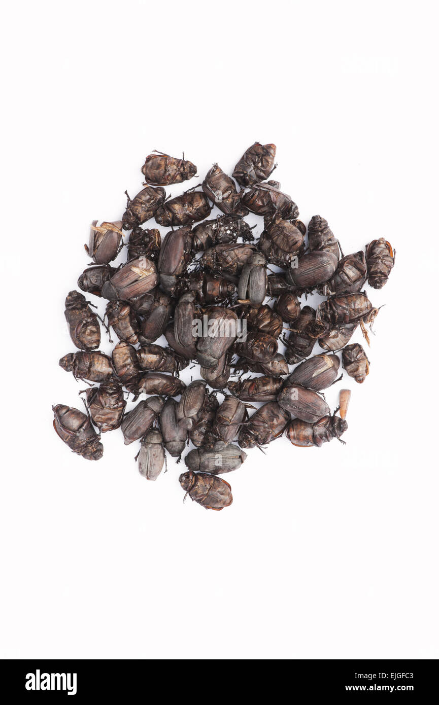 Human eating insects hi-res stock photography and images - Alamy