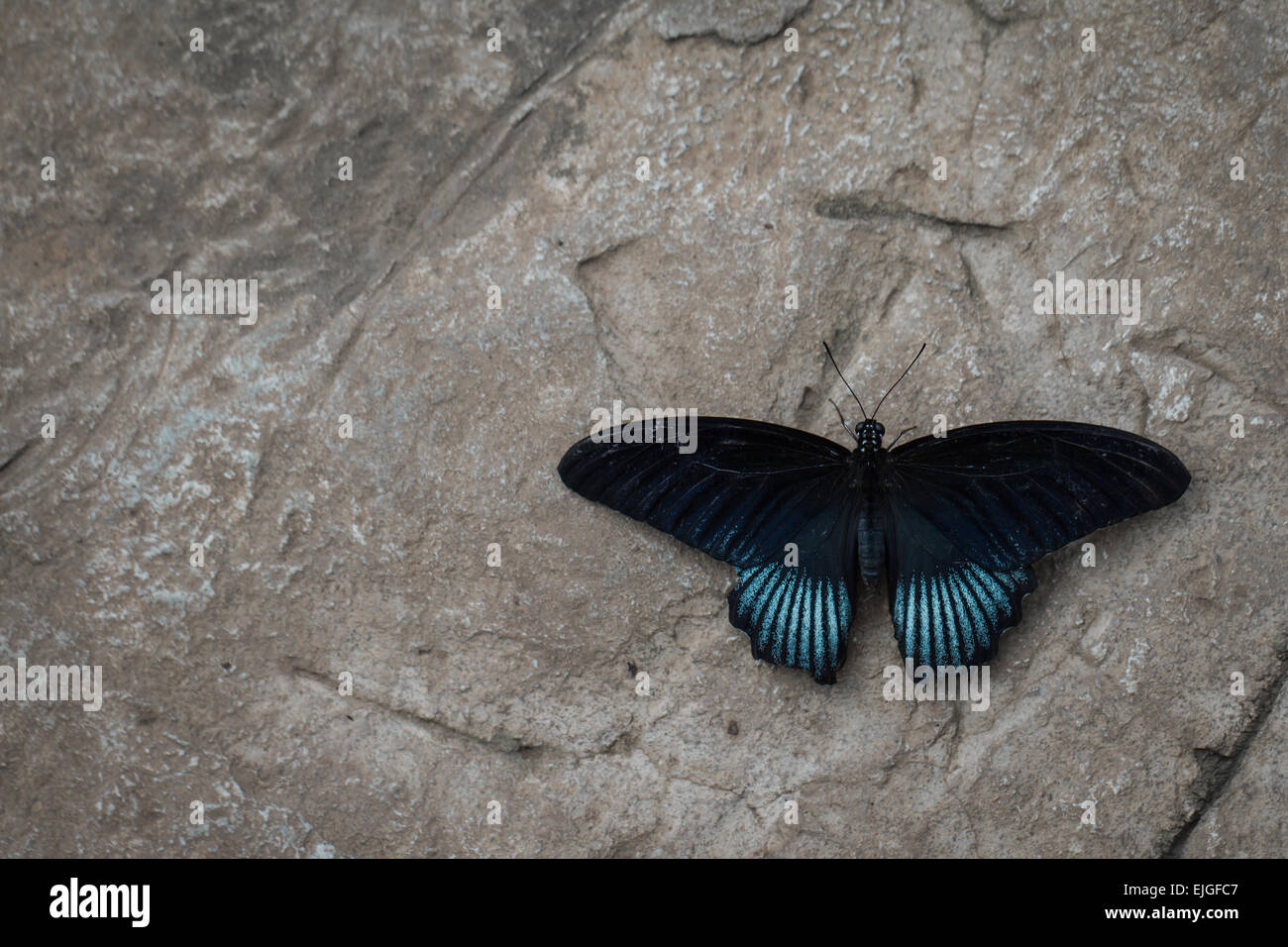 Great Mormon Butterfly Stock Photo - Alamy