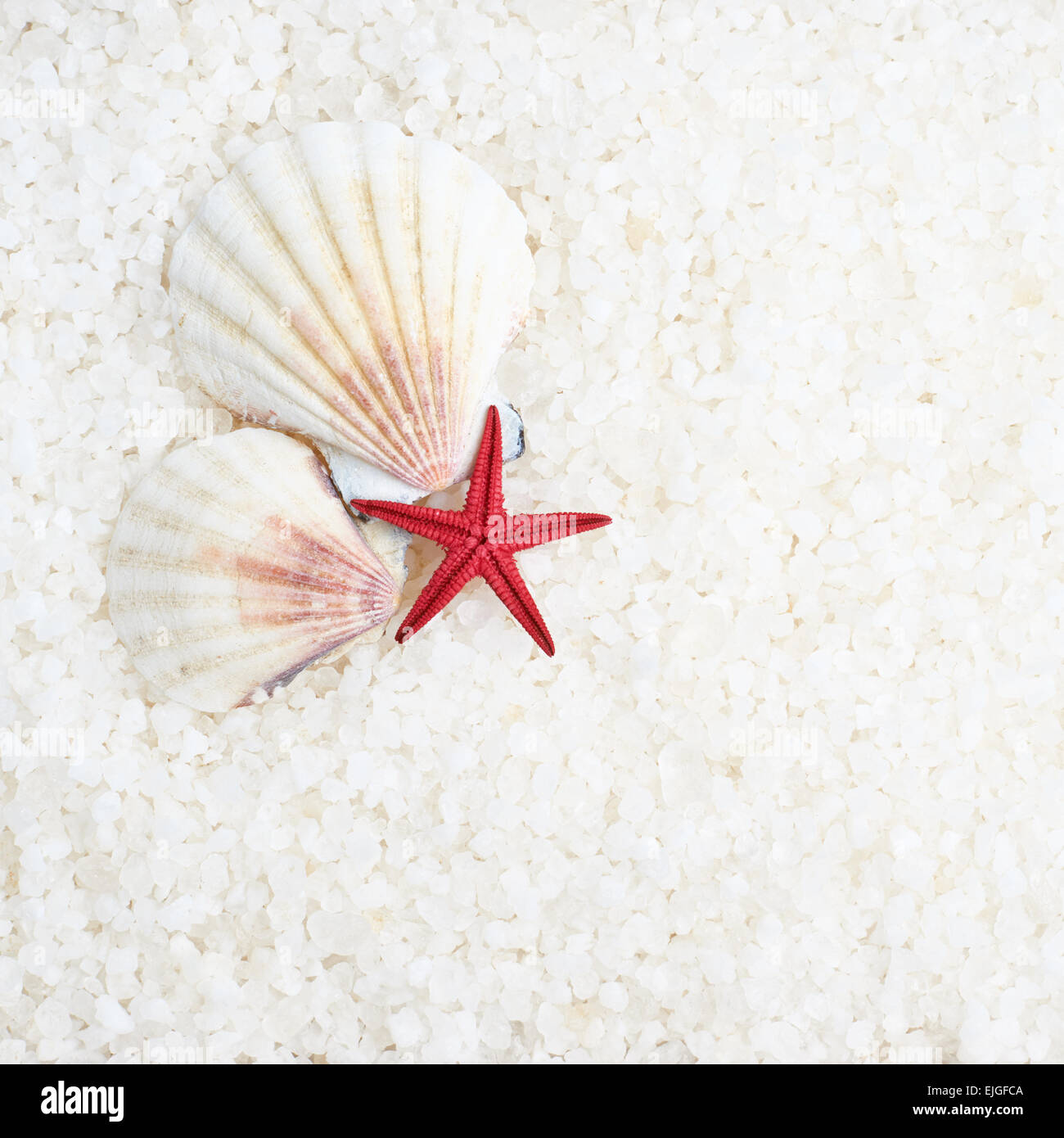 Shells and sea star composition Stock Photo - Alamy