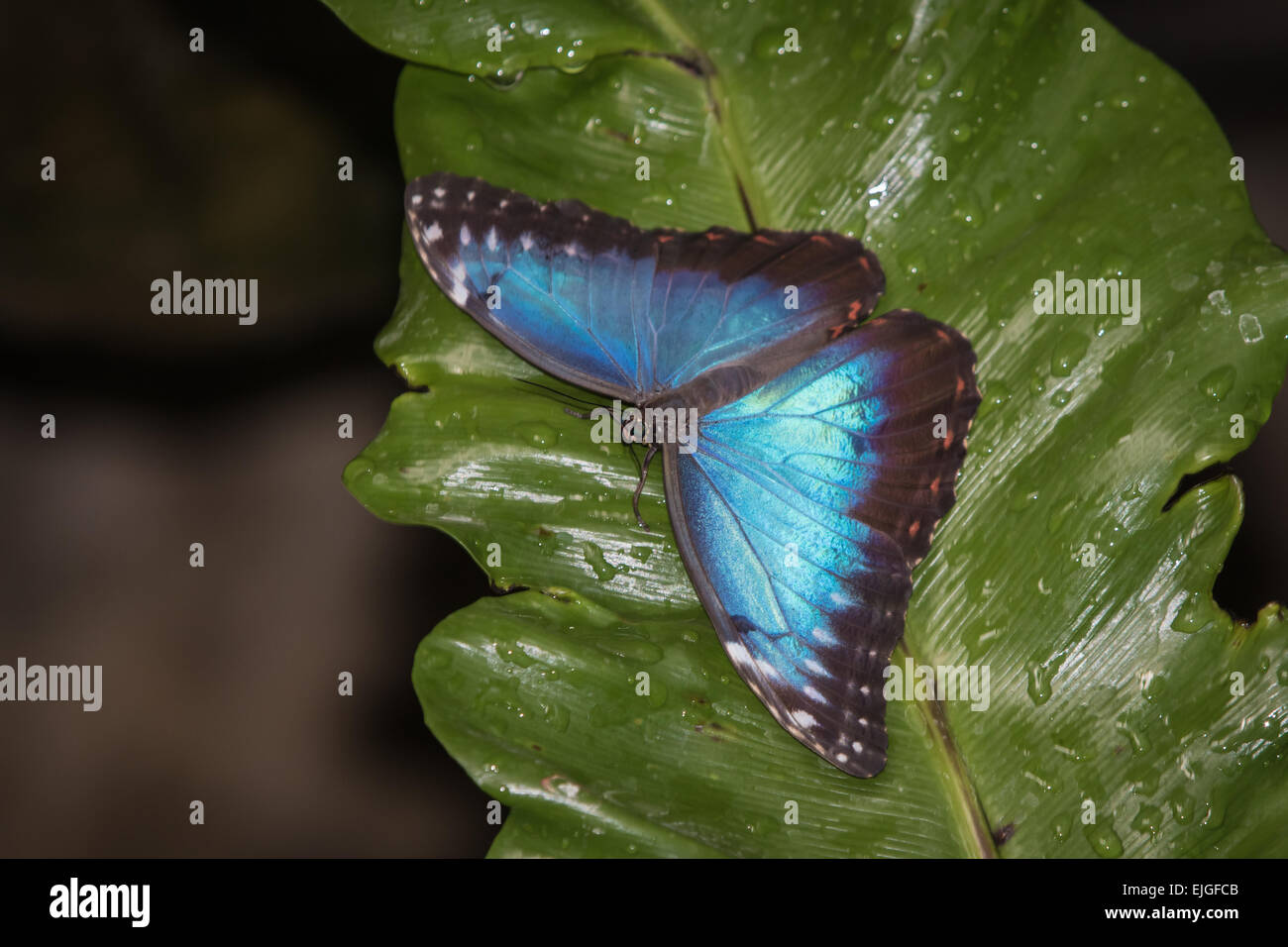 Close up of Common Blue Morpho Butterfly Stock Photo - Alamy
