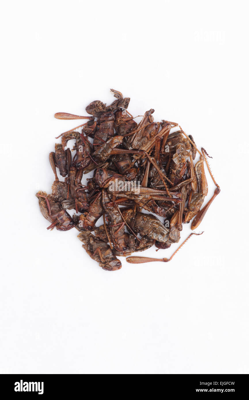 Human eating insects hi-res stock photography and images - Alamy