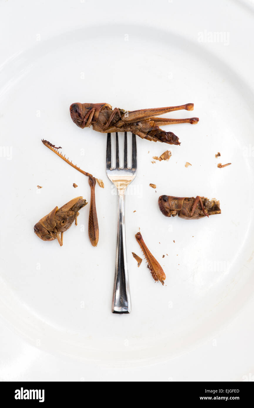 Dried locusts hi-res stock photography and images - Alamy