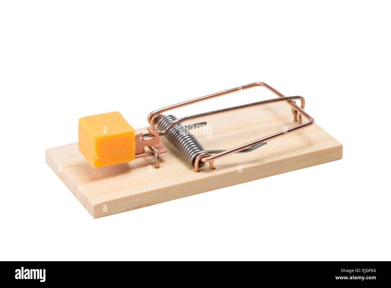 Mouse trap baited with a large piece of cheddar cheese. Oblique view ...