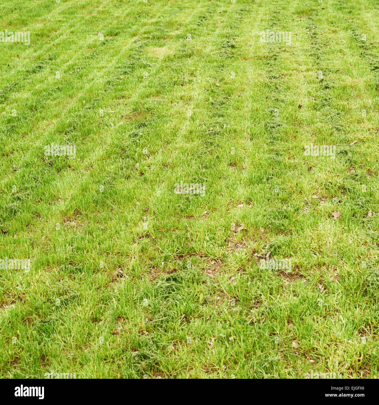 Freshly manicured grass lawn Stock Photo - Alamy