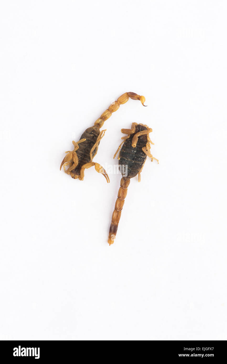 Edible insects. Scorpions on a white background Stock Photo - Alamy