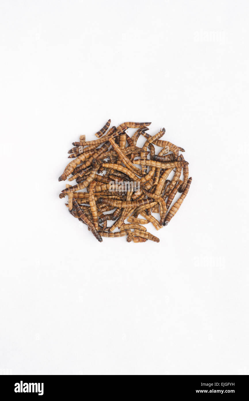 Eating insects hi-res stock photography and images - Alamy