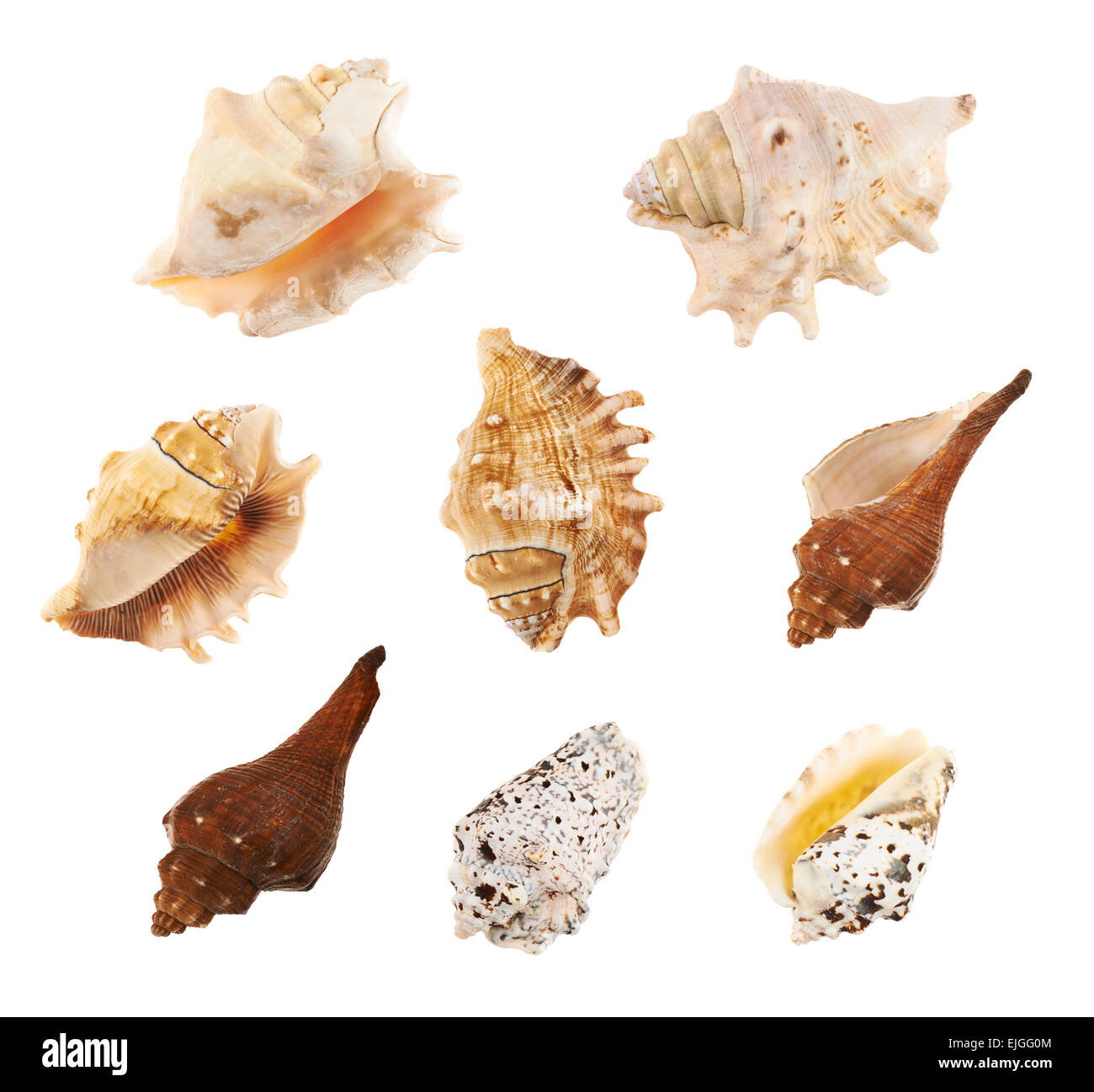 Set of multiple sea shells isolated Stock Photo - Alamy