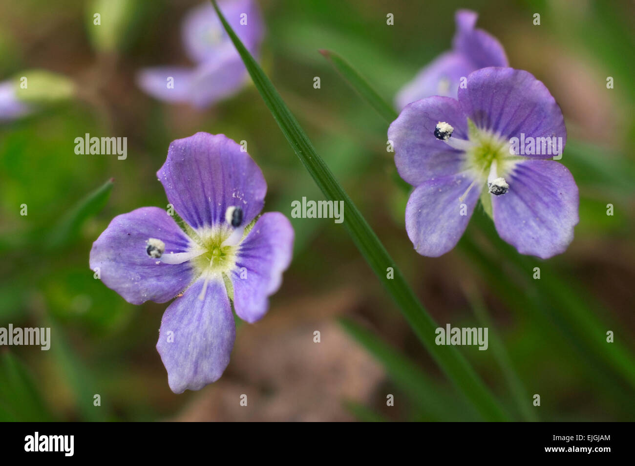 Slender speedwell / creeping speedwell / threadstalk speedwell ...