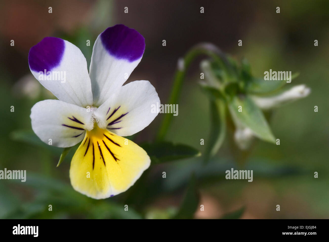 Tickle your fancy hi-res stock photography and images - Alamy