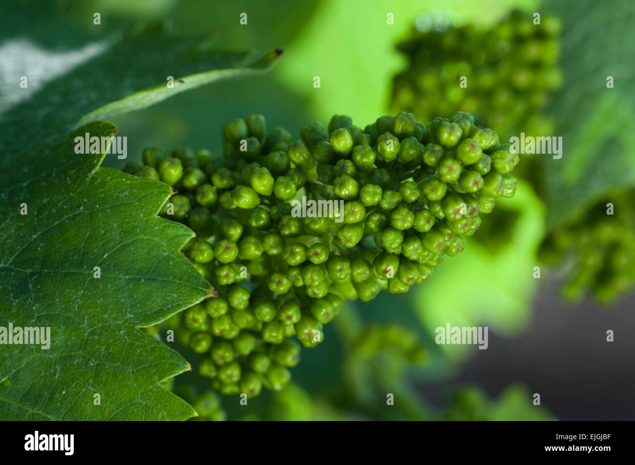 Inflorescences of vitis vinifera hi-res stock photography and images - Alamy