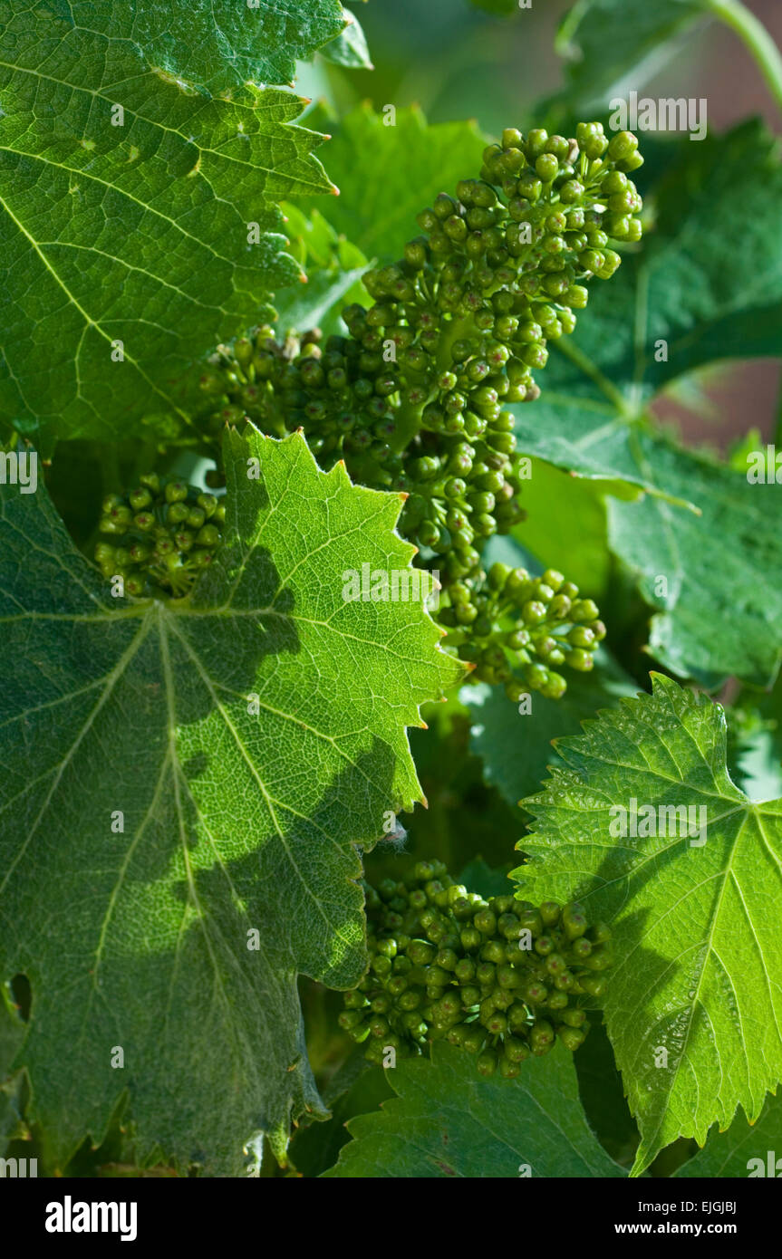 Developing inflorescences hi-res stock photography and images - Alamy