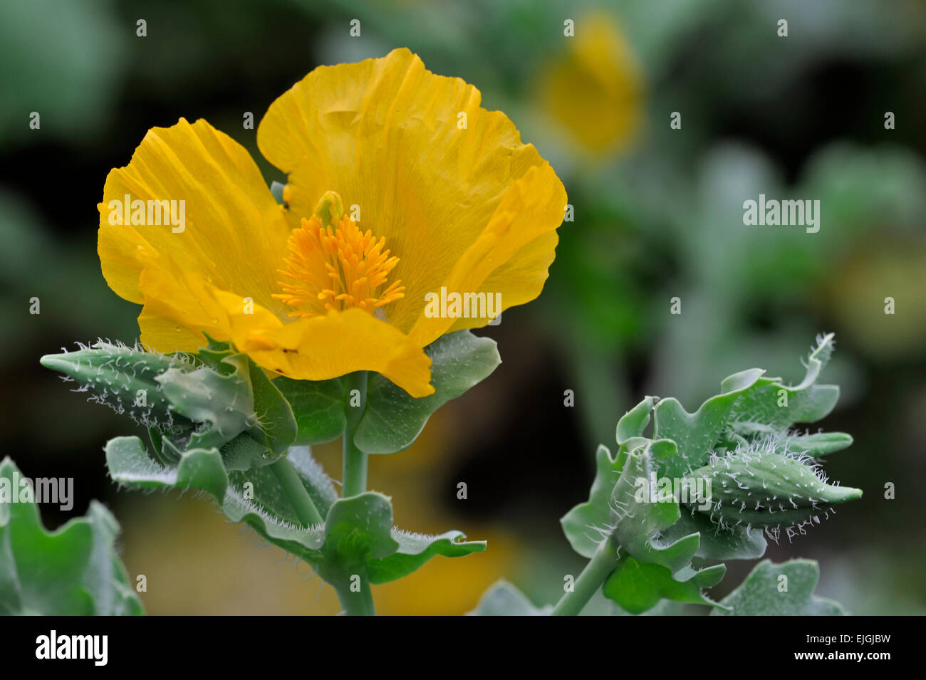 Yellow hornpoppy / yellow horned poppy (Glaucium flavum) in flower ...