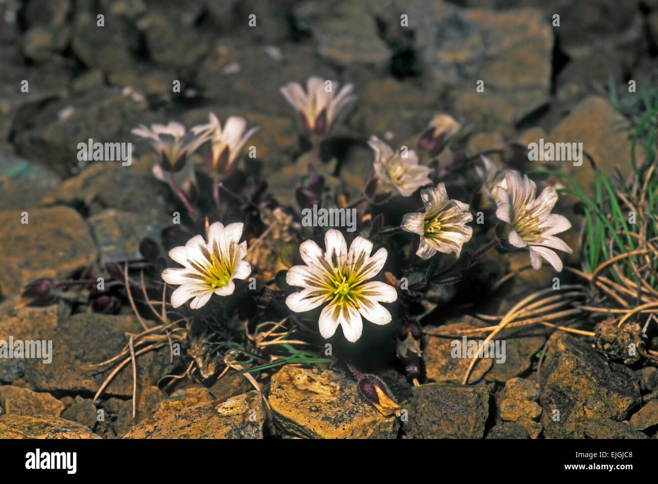 Shetland Mouse-ear / Shetland Mouse-eared Chickweed / Edmondston's ...