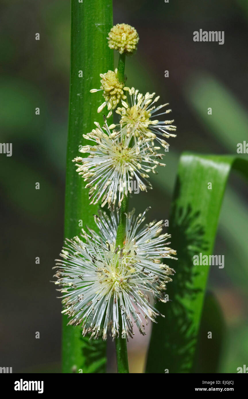 Unbranched hi-res stock photography and images - Alamy