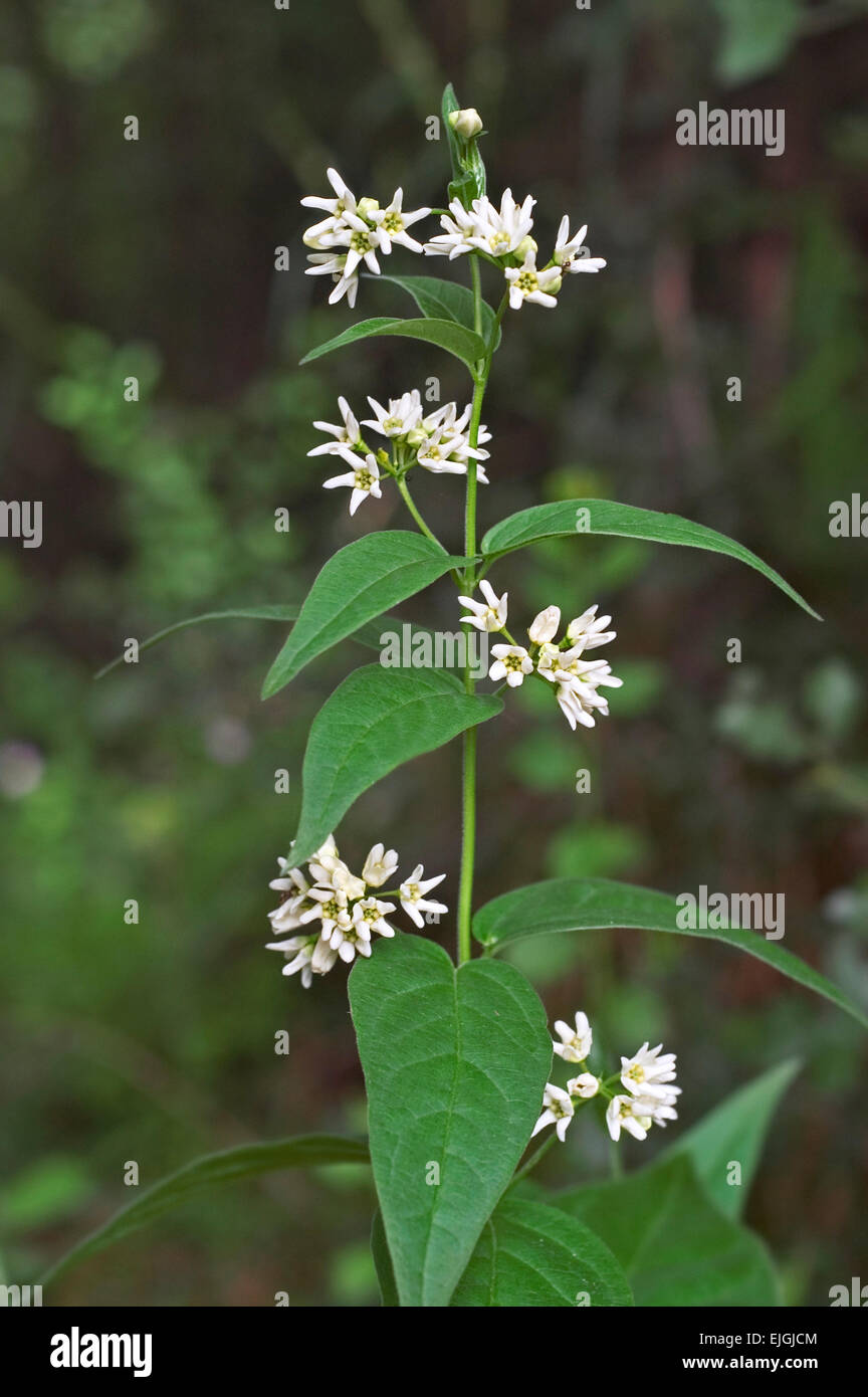 White swallow-wort (Vincetoxicum hirundinaria / Vincetoxicum album ...